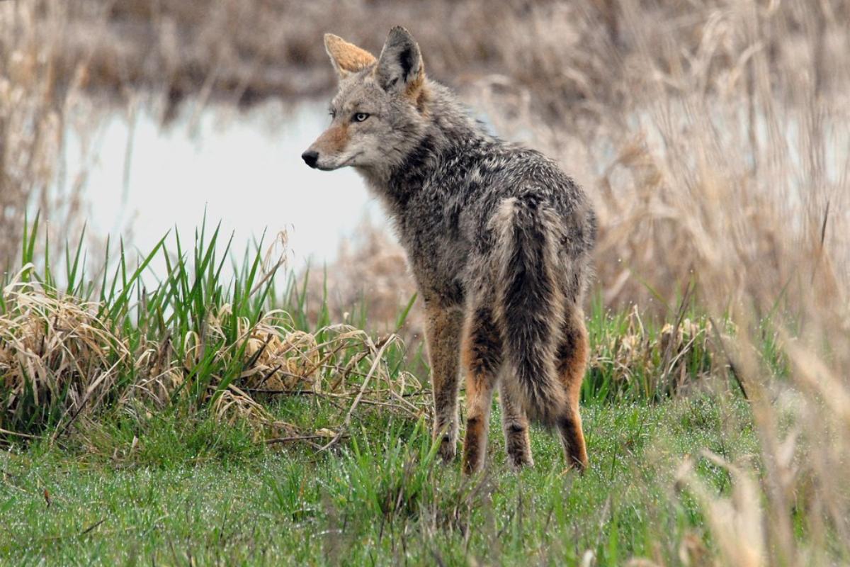 Coyote o Canis latrans - Características, hábitat, costumbres y ... Coyote o Canis latrans - Características, hábitat, costumbres y ...