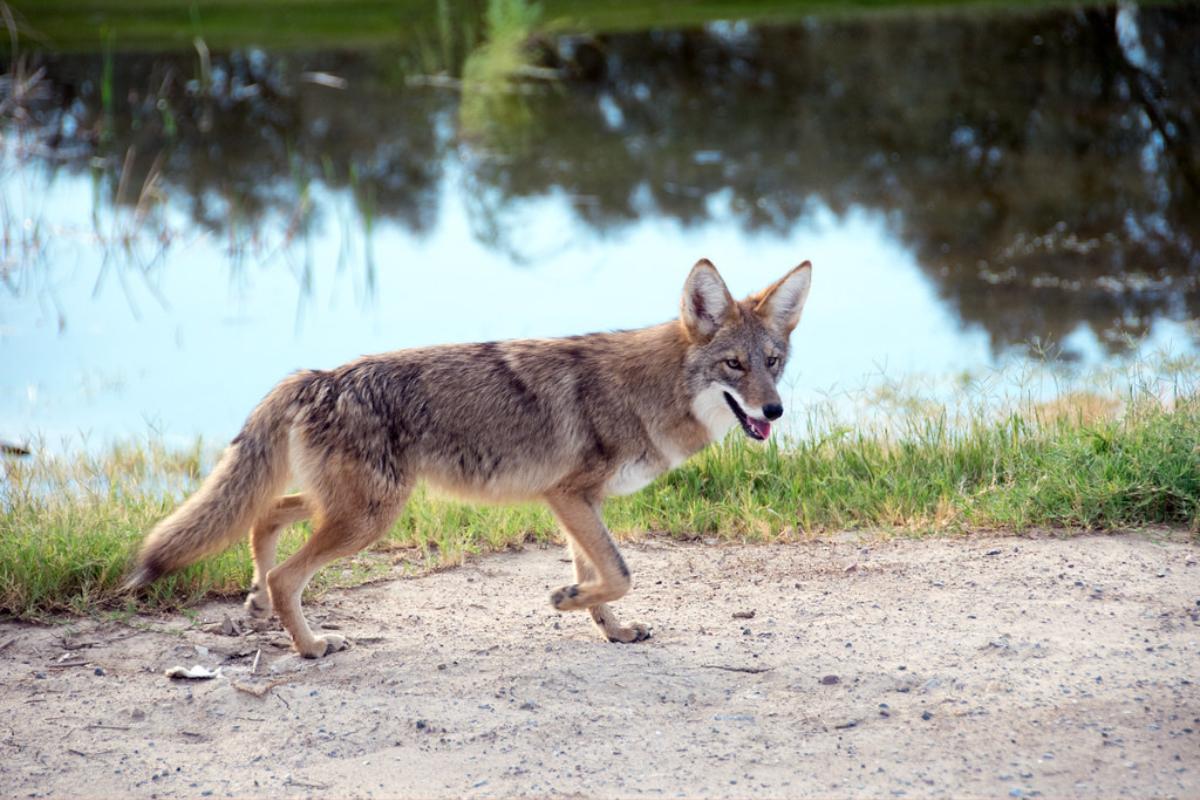 Coyote o Canis latrans - Características, hábitat, costumbres y ... Coyote o Canis latrans - Características, hábitat, costumbres y ...