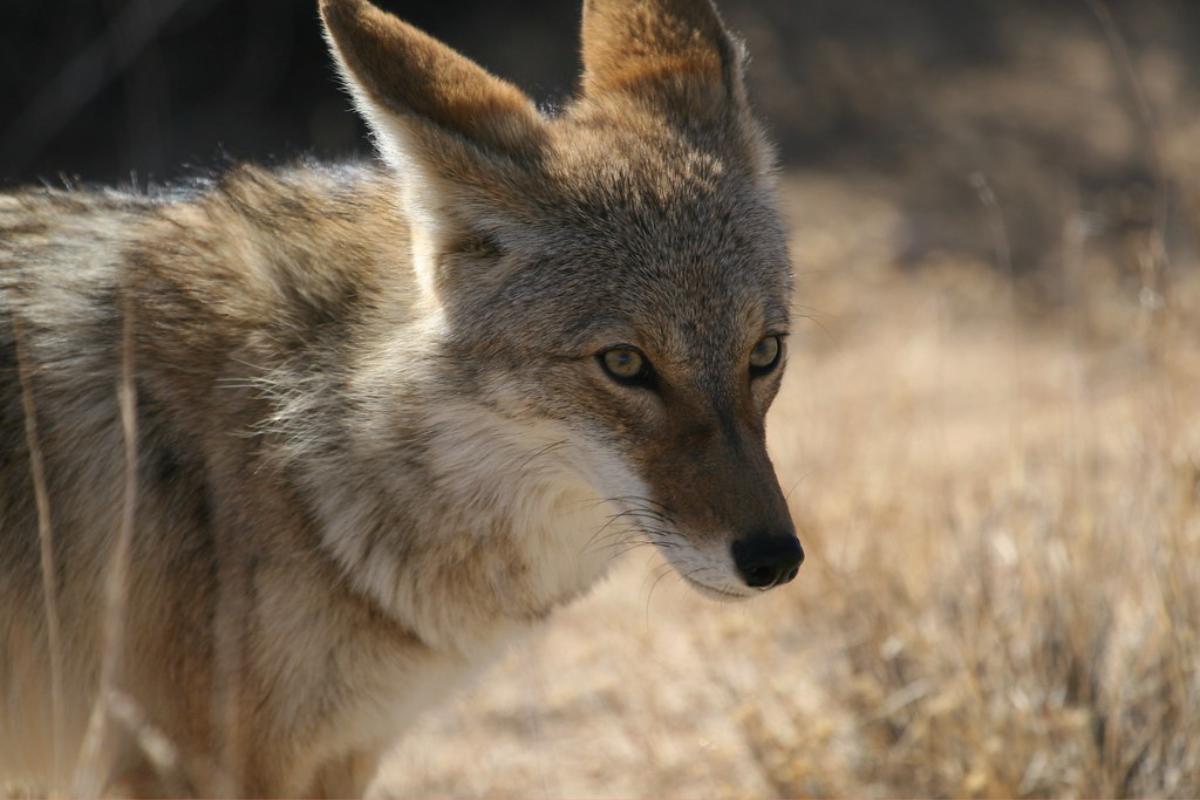 Coyote o Canis latrans - Características, hábitat, costumbres y ... Coyote o Canis latrans - Características, hábitat, costumbres y ...