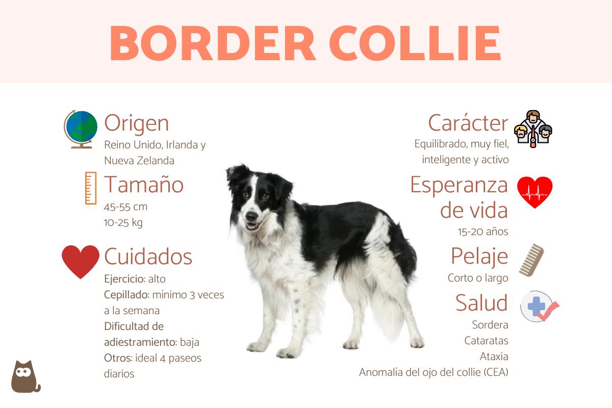 BORDER COLLIE - Características, carácter y cuidados con FOTOS