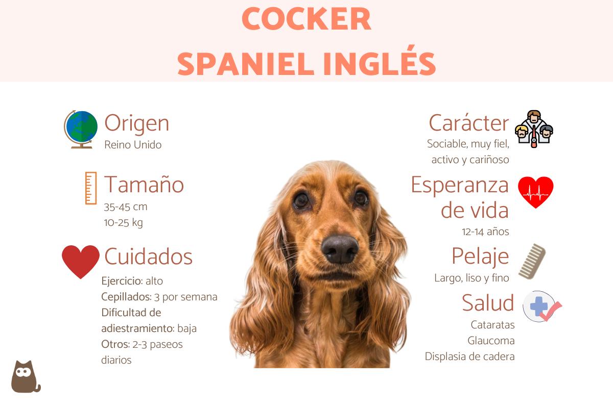 Diferencias Entre Cocker Spaniel Ingls Y Cocker Americano Cocker