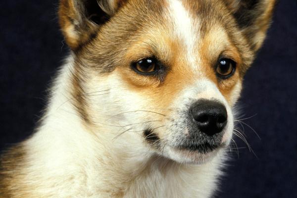 Dónde Se Originó El Lundehund Noruego