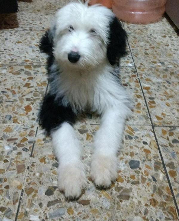 A Qué Edad Es Adulto Un Viejo Pastor Inglés