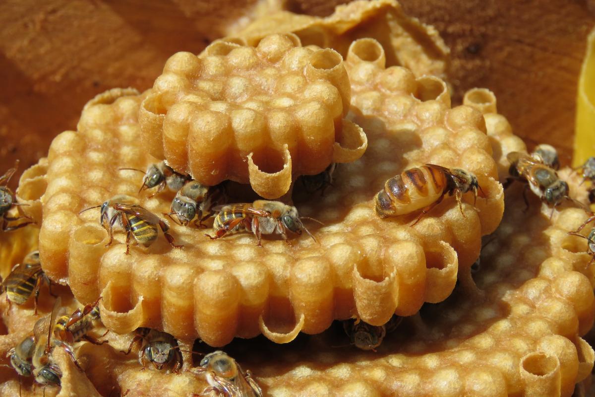 Abeja melipona (Melipona beecheii) - Características y hábitat