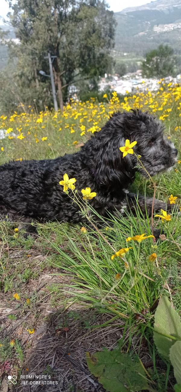 Cavapoo Blanco Y Negro Adulto Cockapoo Goldendoodle Cavapoo Schnoodle