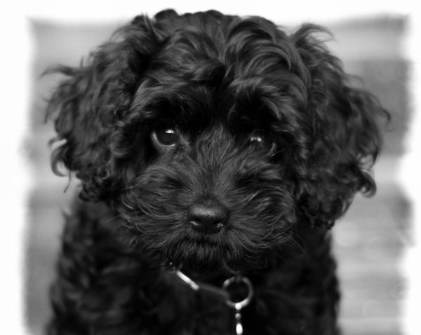 Cavapoo Blanco Y Negro Adulto Cockapoo Goldendoodle Cavapoo Schnoodle