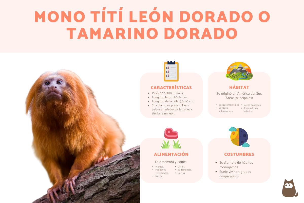 Mono títí león dorado o tamarino dorado - Hábitat, curiosidades y estado de conservación