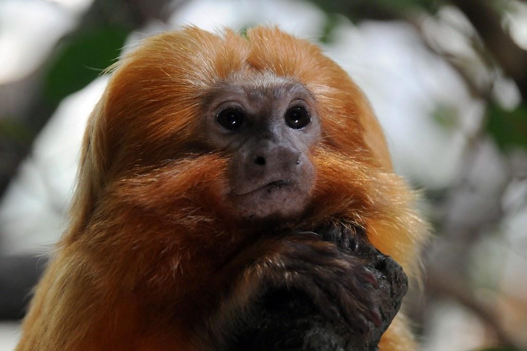 Mono títí león dorado o tamarino dorado - Hábitat, curiosidades y estado de conservación
