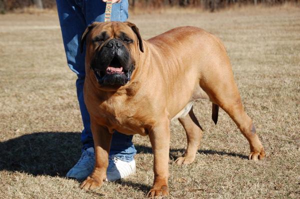 Son Bullmastiffs Una Raza Agresiva