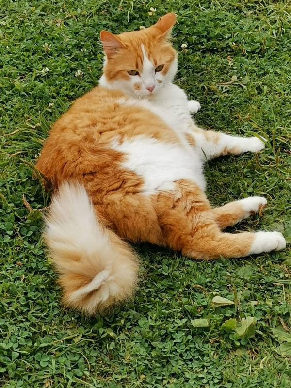 Gatitos Van Turcos