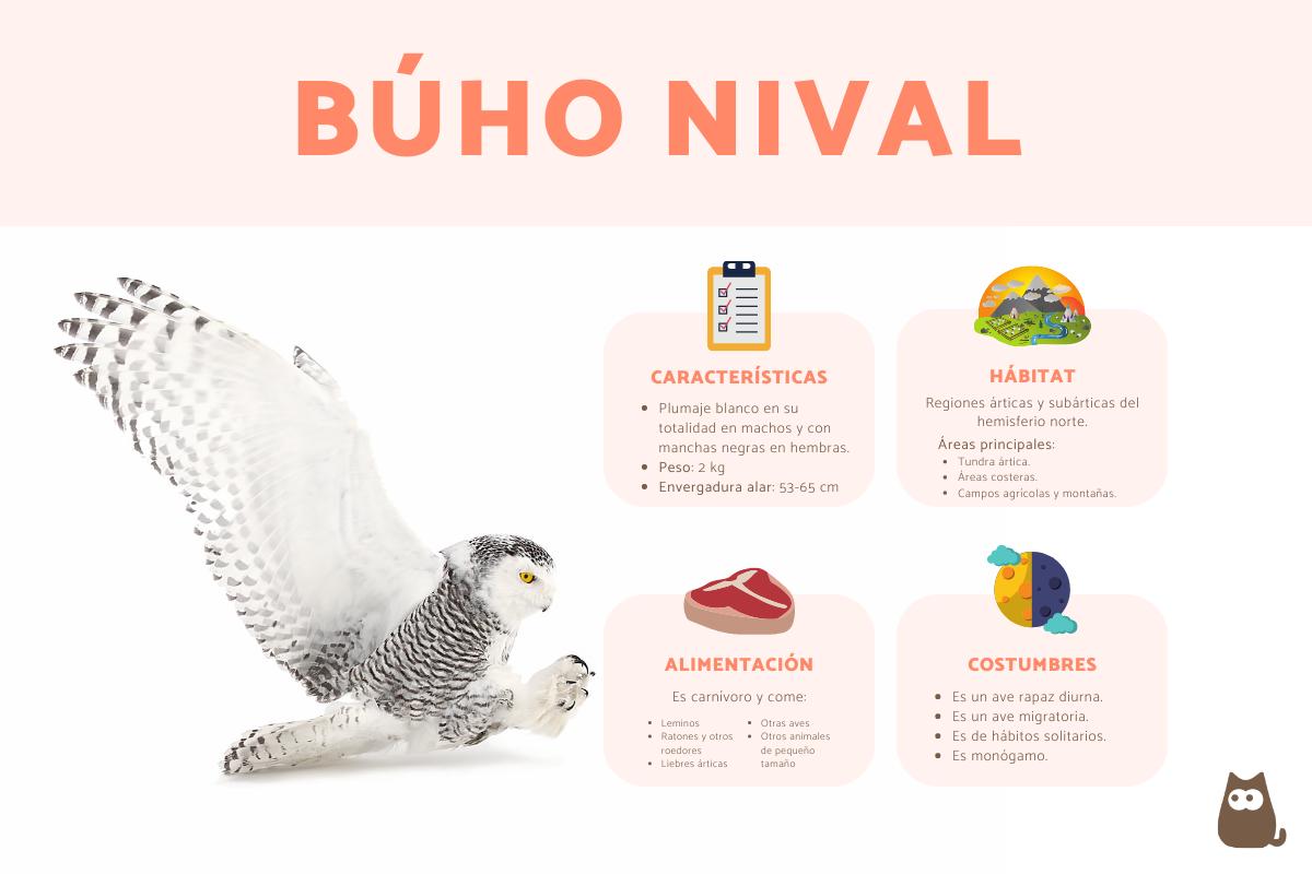 buho artico coloring pages