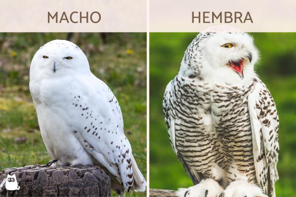 buho artico coloring pages