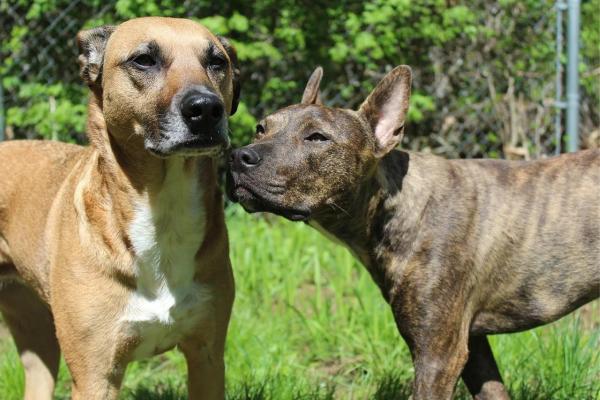 Los Perros De Boca Negra Son Agresivos