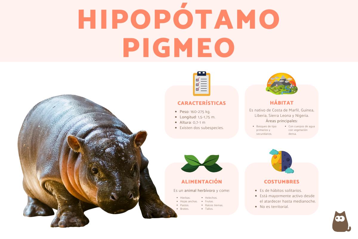 Hipopótamo pigmeo (Choeropsis liberiensis) - Tamaño, hábitat y estado ... Hipopótamo pigmeo (Choeropsis liberiensis) - Tamaño, hábitat y estado ...