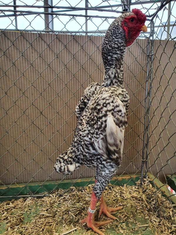 Caracteristicas De Gallos Shamo