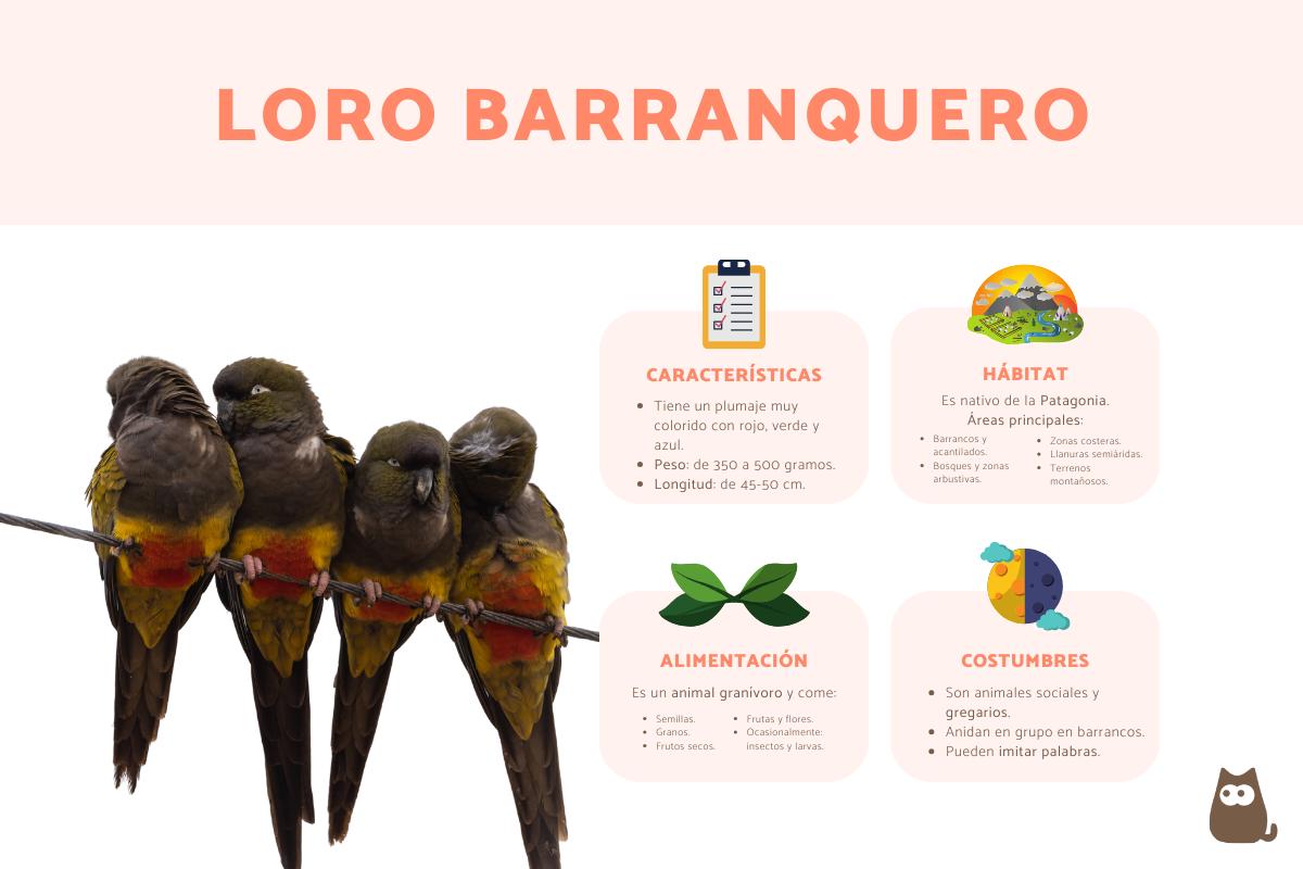 Loro barranquero o patagónico - Cuánto vive, dónde y alimentación con FOTOS