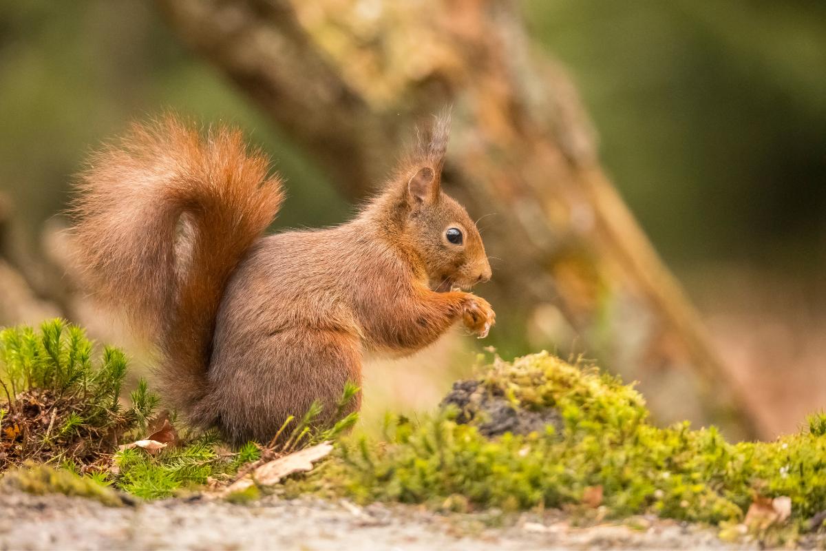 Ardilla roja o euroasiática (Sciurus vulgaris) - Dónde vive, características y costumbres con FOTOS