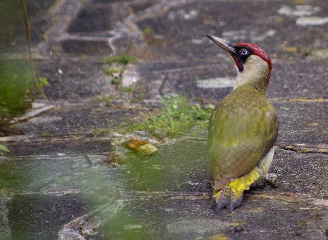 Pito real - Características, hábitat y alimentación