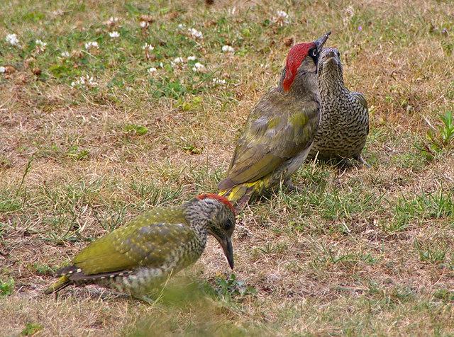 Pito real - Características, hábitat y alimentación