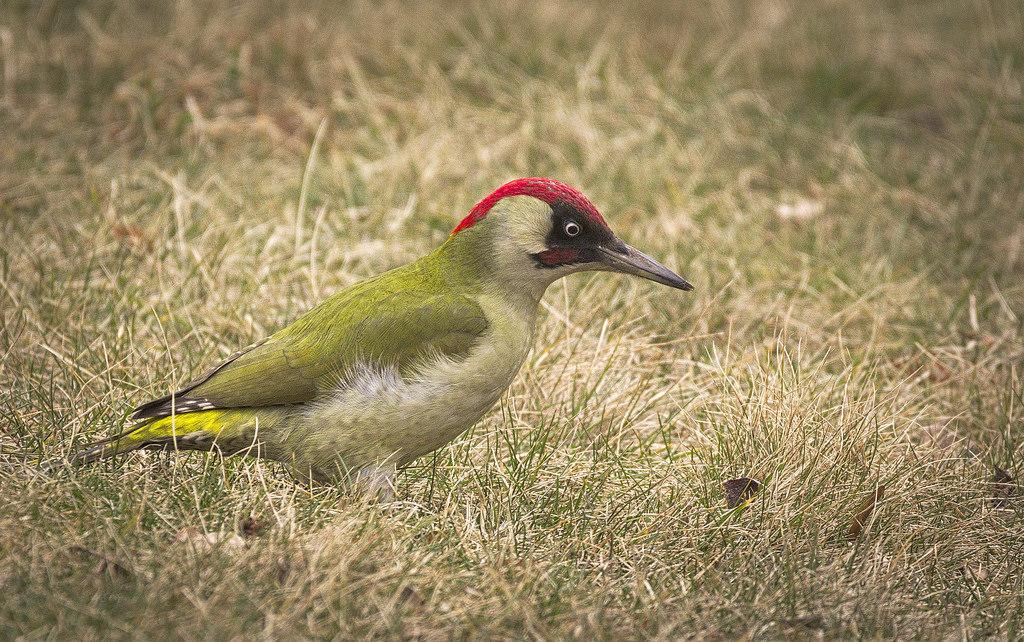 Pito real - Características, hábitat y alimentación